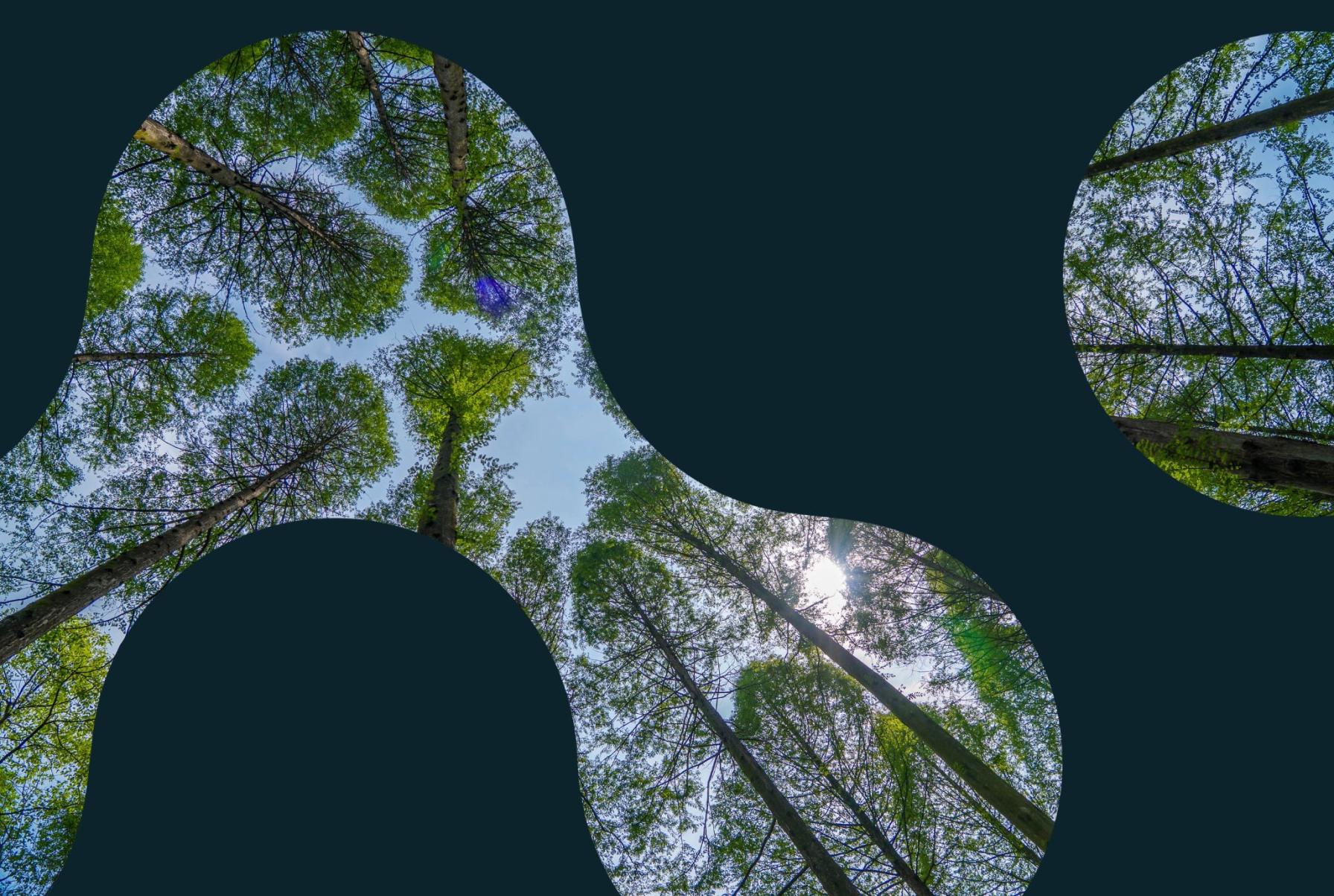 OroraTech: Detect, respond, protect. The leading wildfire management ...